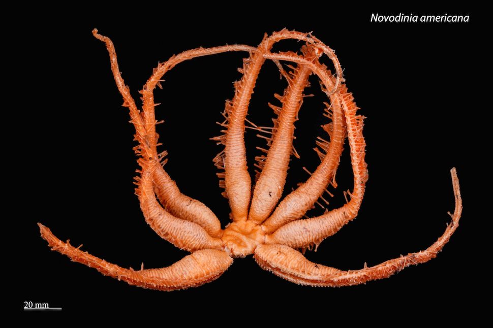 Starfish Can See You … with Their Arm-Eyes | Live Science