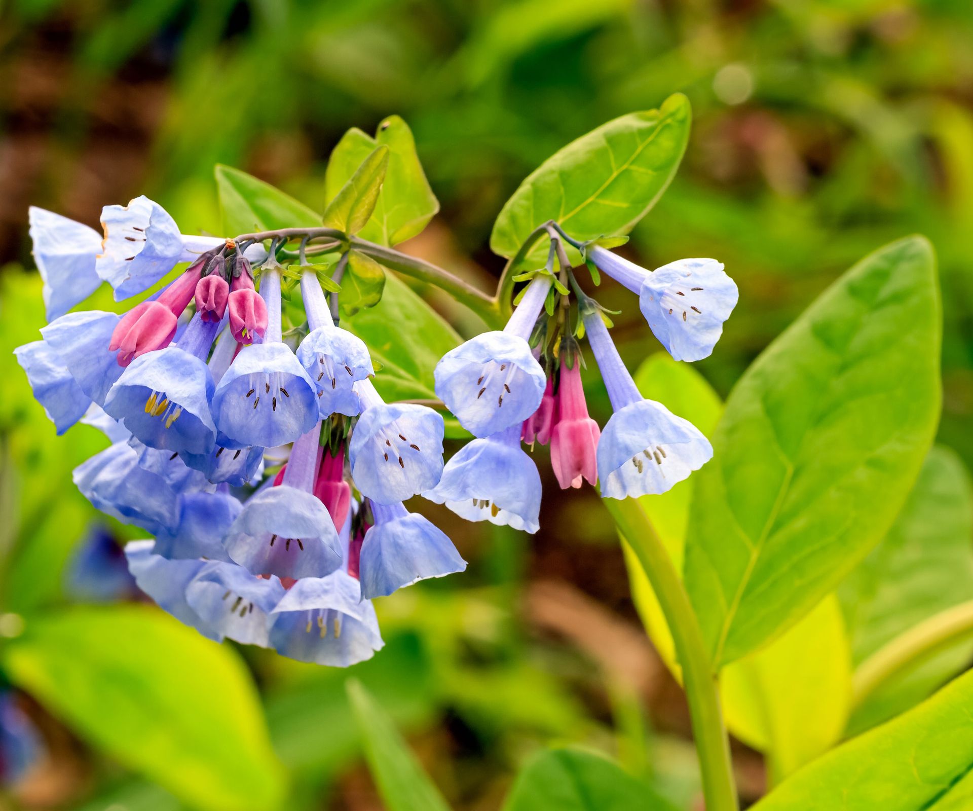 Tubular Flowers For Hummingbirds: 9 Tube-Flowered Plants | Gardening ...
