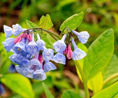 Tubular Flowers For Hummingbirds: 9 Tube-Flowered Plants | Gardening ...