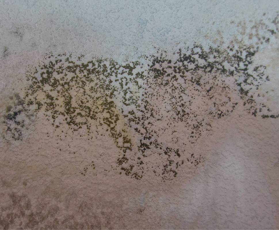 10 types of mould you might find in your home | Homebuilding