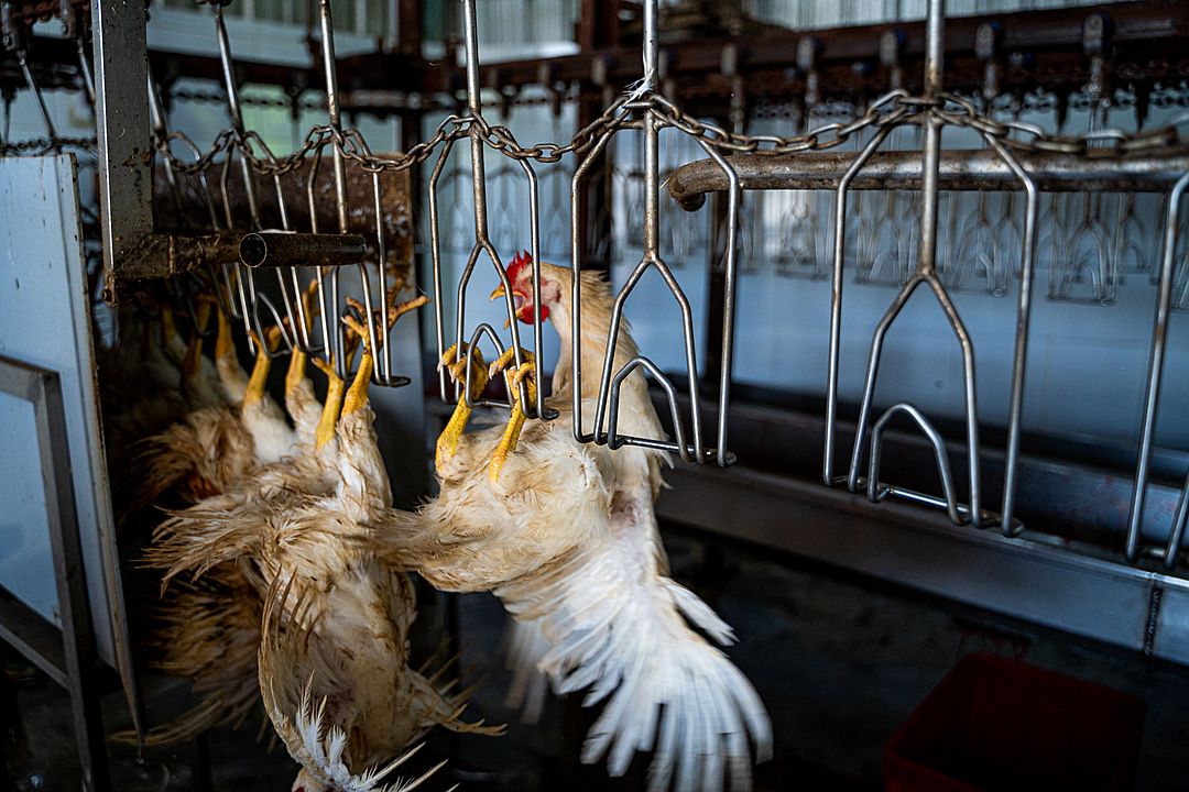 Shocking animal farm conditions revealed thanks to photojournalism ...