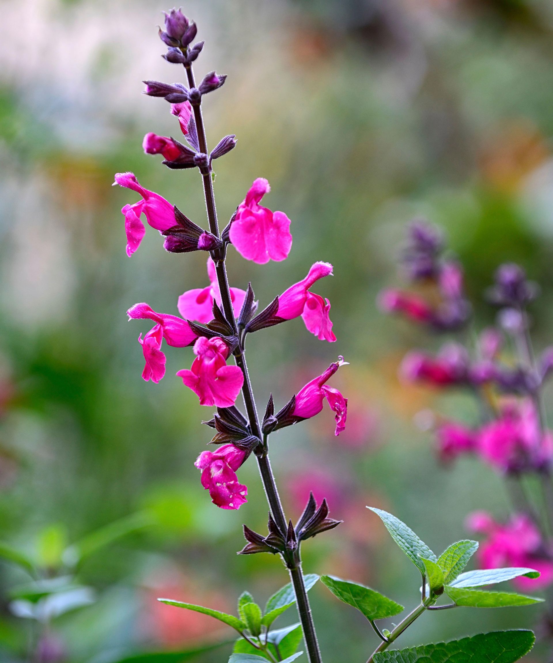 Types of salvias: 16 stunning varieties for beds and borders | Homes ...