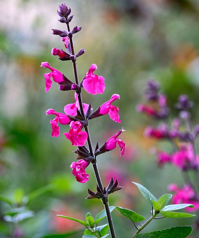 Types of salvias: 16 stunning varieties for beds and borders | Homes ...