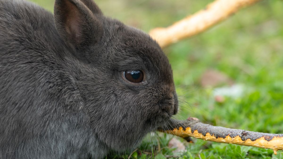 32 tips for taking care of rabbits | PetsRadar