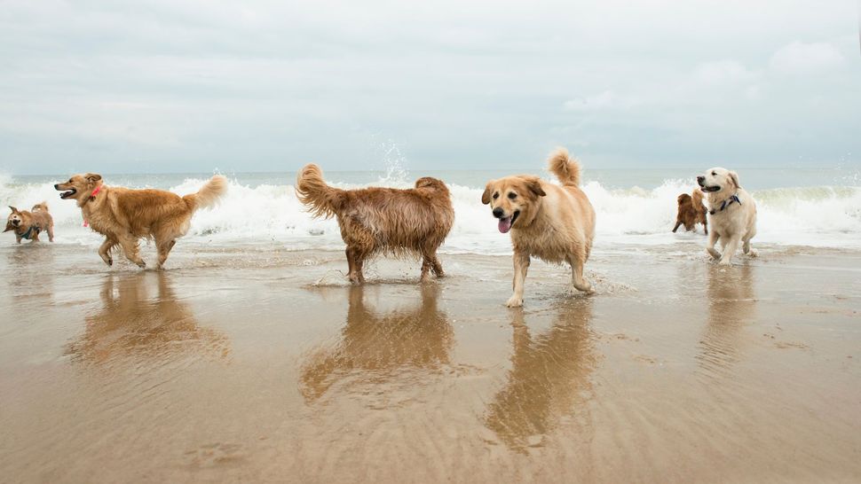 32 best US dog beaches | PetsRadar