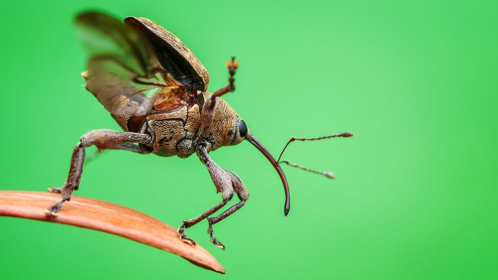 Beastly but beautiful: these close-up photos of bugs are simply ...
