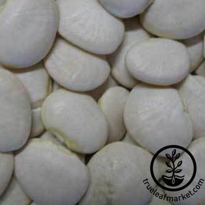 How to grow lima beans - expert tips for bumper harvests | Homes and ...