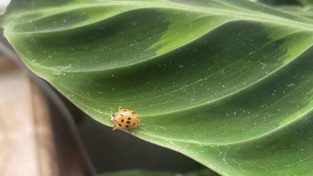 Why I'm ignoring expert advice and not removing ladybirds in the house ...