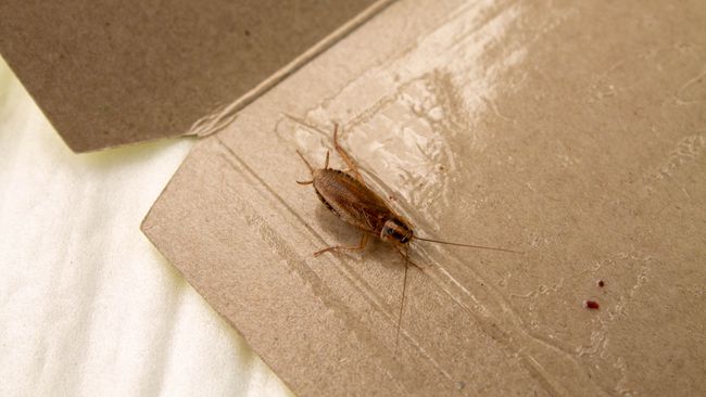 How to get rid of roaches quickly and safely | Tom's Guide