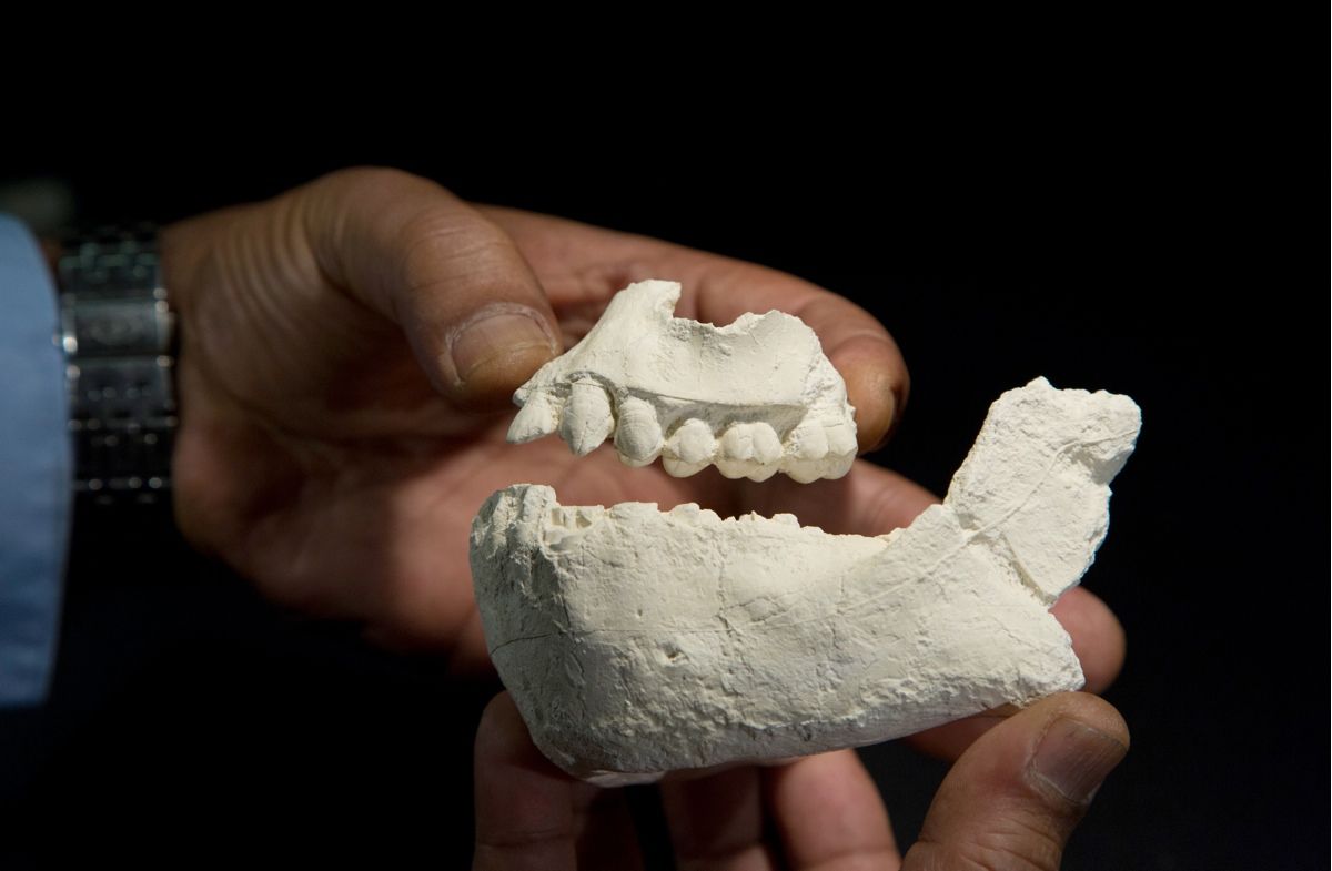 Photos: New Human Ancestor Species Discovered | Live Science