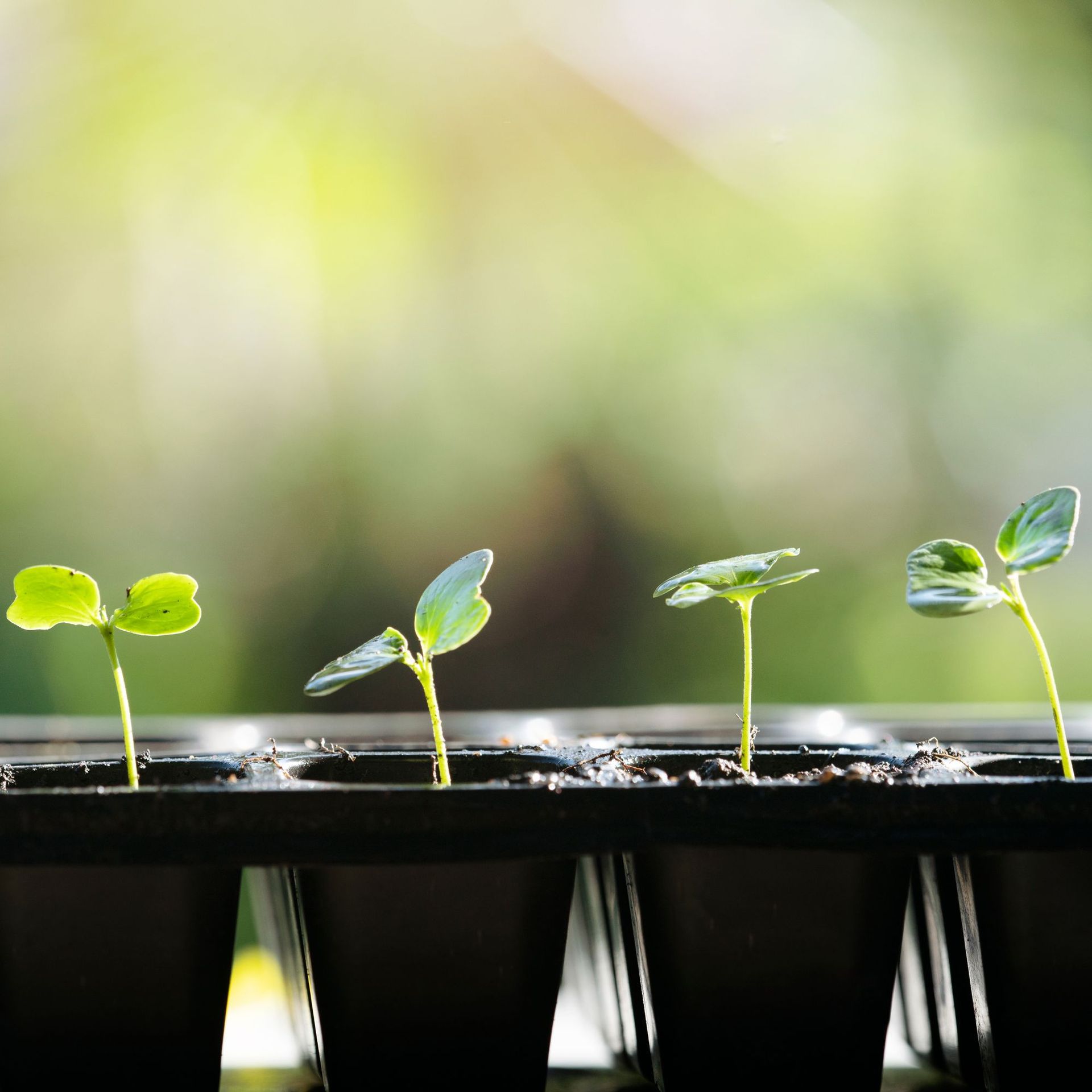 How to sow seeds successfully – an expert guide | Ideal Home