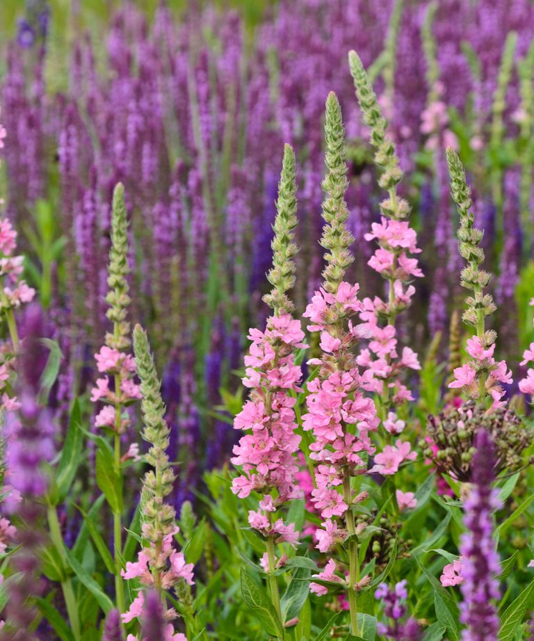 Plants for wet soil: 16 varieties for damp places | Homes and Gardens