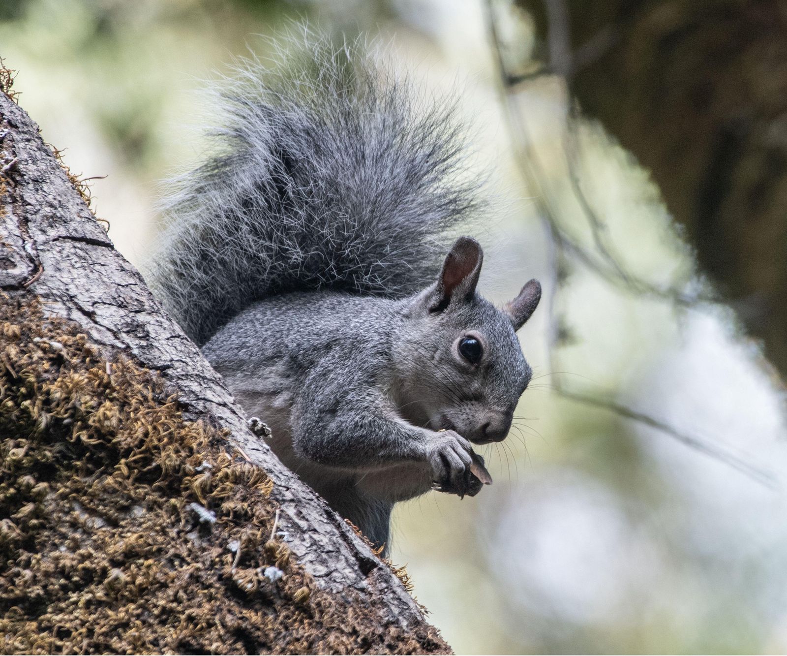 Eastern vs Western gray squirrels: what's the difference? | Homes and Gardens