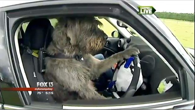 Dogs Learn to Drive a Car | Smart Animals | Live Science