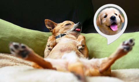 Best Alexa ambient sound skills | Tom's Guide