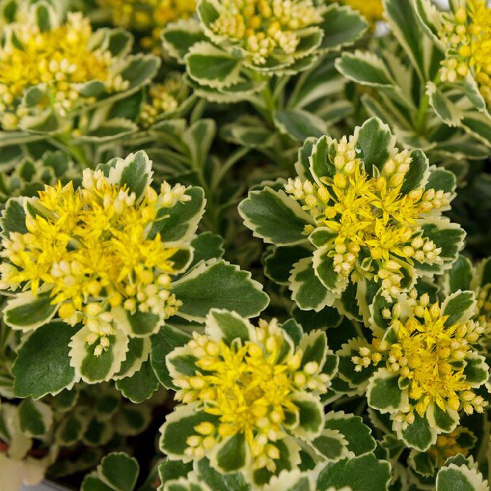 The RHS Chelsea Flower Show Trends set to inspire our gardens | Ideal Home