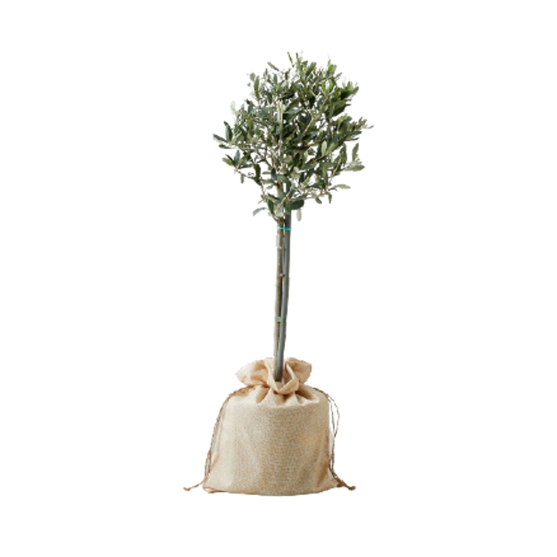 The 'quiet luxury' garden buys our editors swear by | Ideal Home