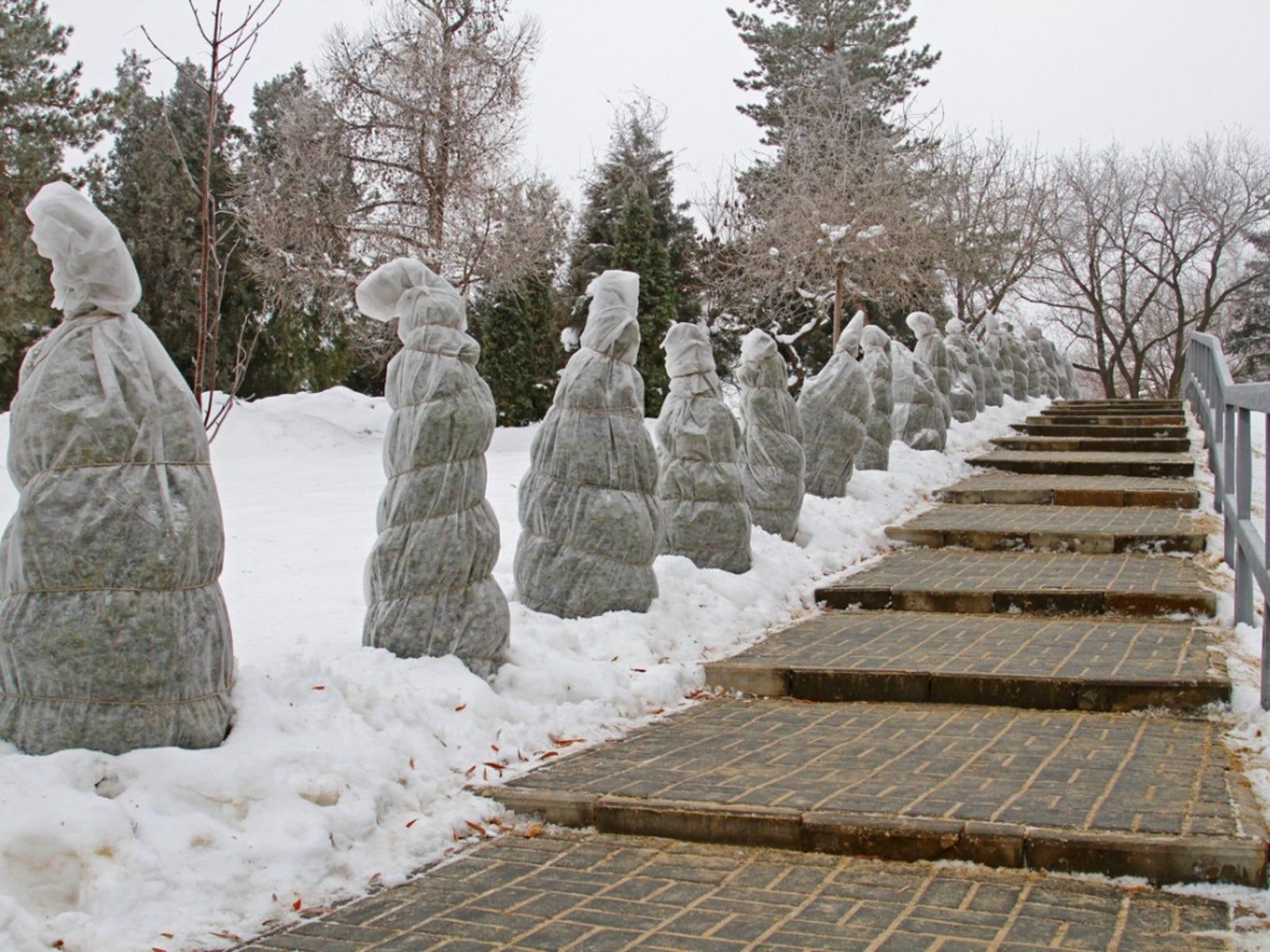 Cold Weather Plant Protection: Tips For Protecting Plants In Winter ...