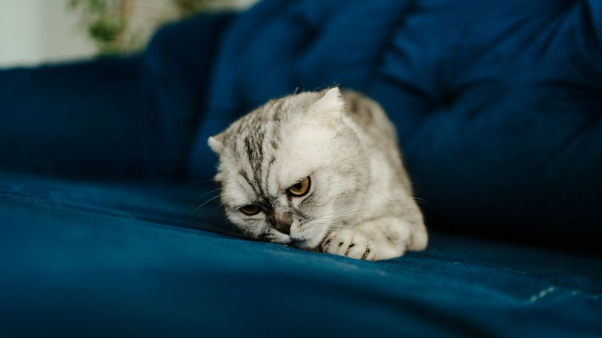 10 weird cat behaviors explained by an expert | PetsRadar