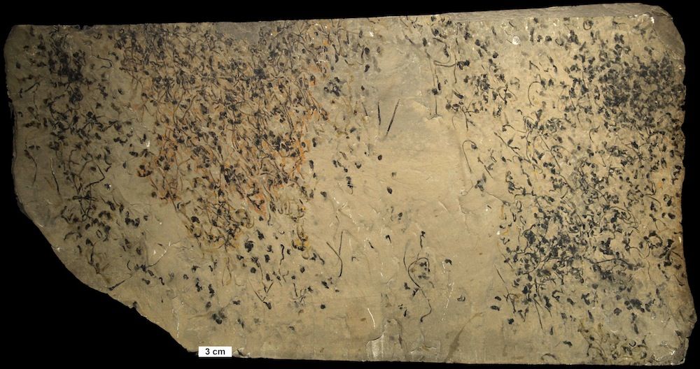 Image Gallery: A Worm Missing Link | Acorn Worms: Page 2 | Live Science