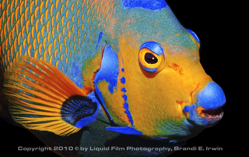 Gallery of Glowing Sea Creatures | Live Science