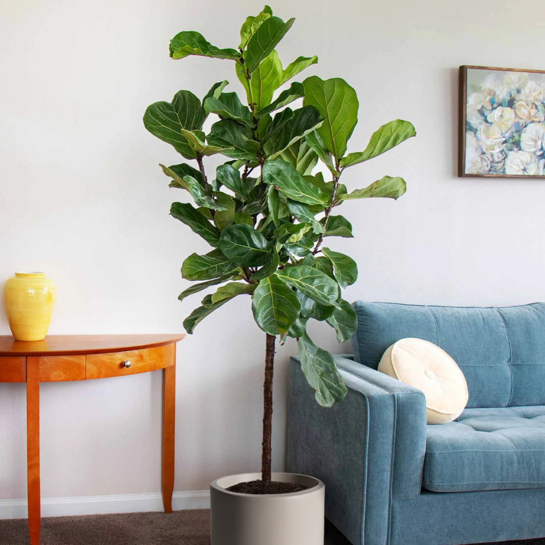 Fiddle Leaf Fig Care — Everything You Need to Know | Livingetc