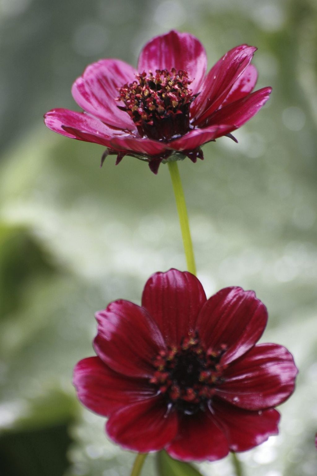 Chocolate Cosmos Info - Tips For Planting Chocolate Cosmos In The ...