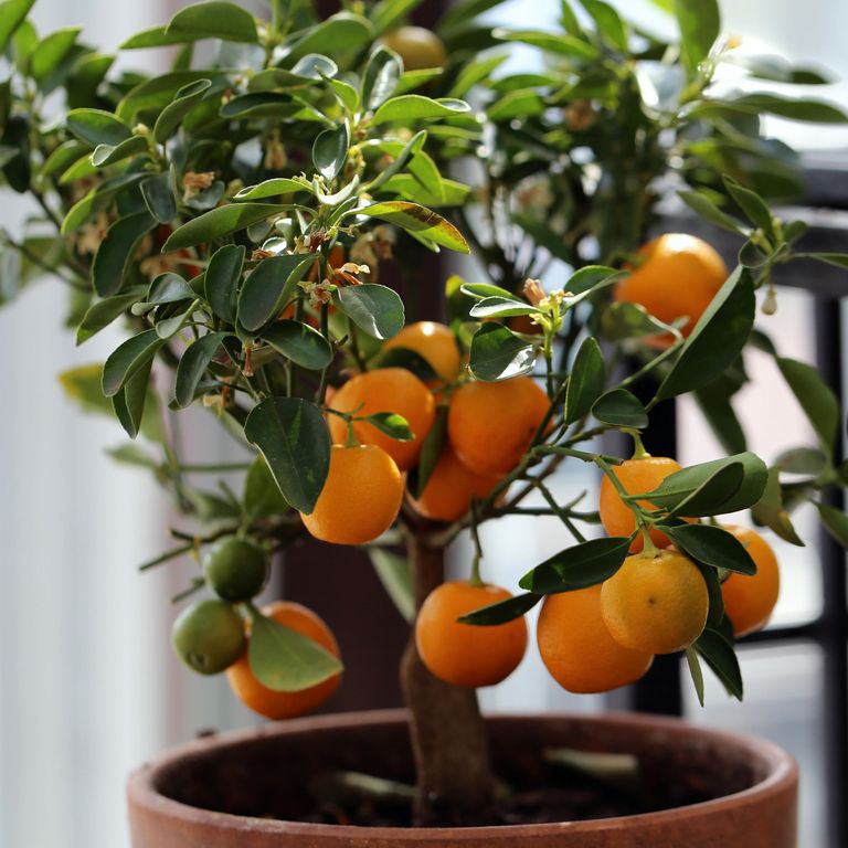 Tips & Information about Fruits | Gardening Know How