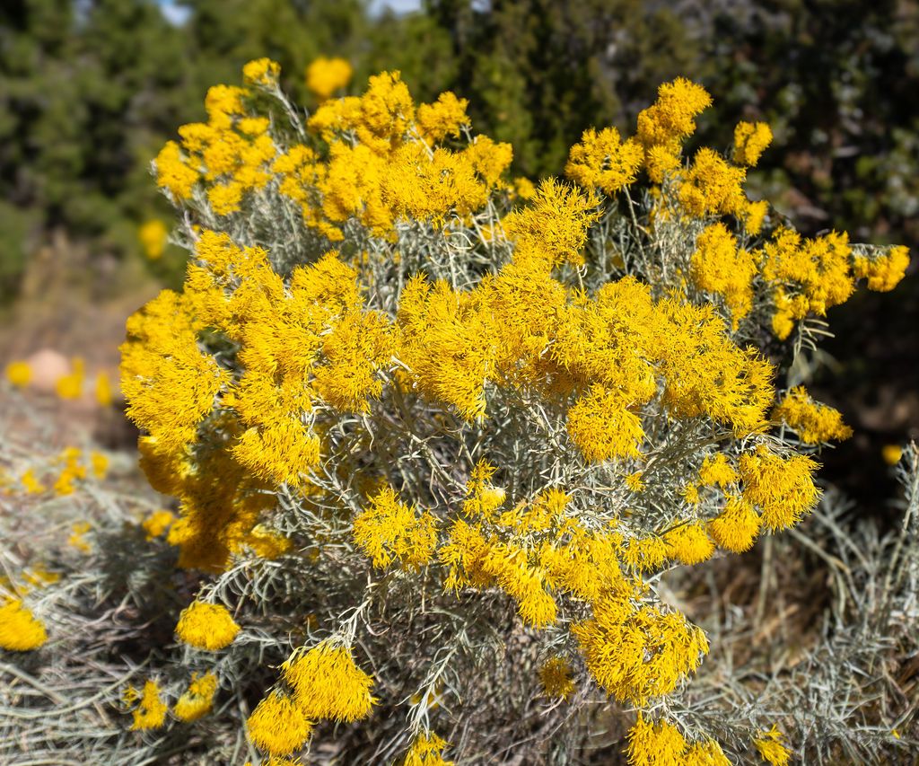Best Care For Chamisa Shrubs: How To Grow Rubber Rabbitbrush ...