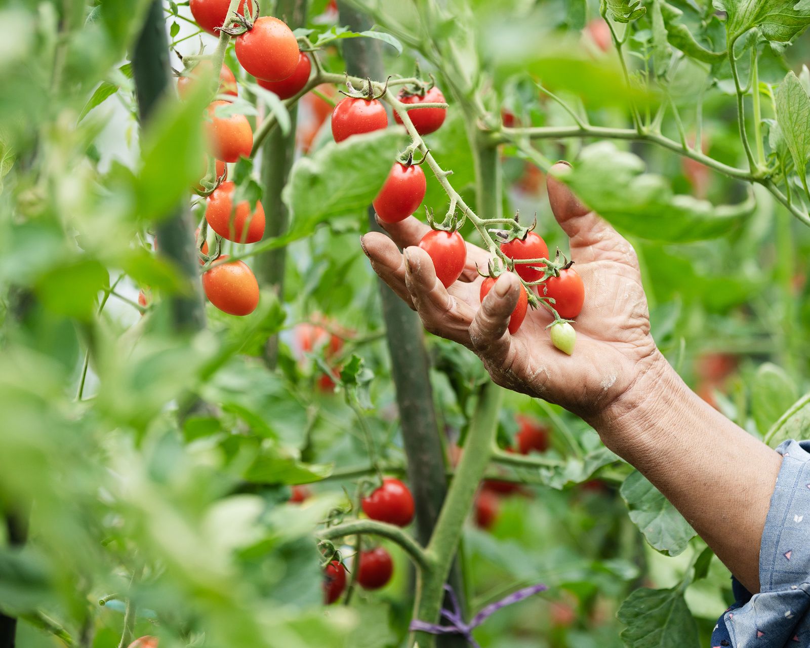 Types Of Tomatoes: The Best Varieties To Grow For Every Use | Gardening ...