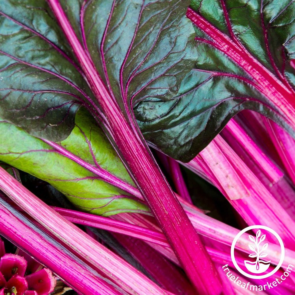 All about when to plant Swiss chard in a vegetable garden | Homes and ...