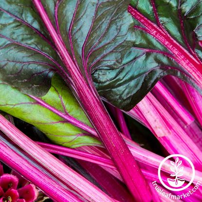 All about when to plant Swiss chard in a vegetable garden | Homes and ...