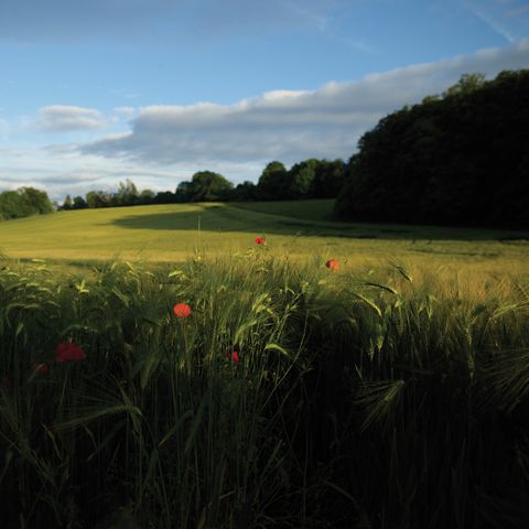 Phase One XF IQ4 150MP camera review | Digital Camera World