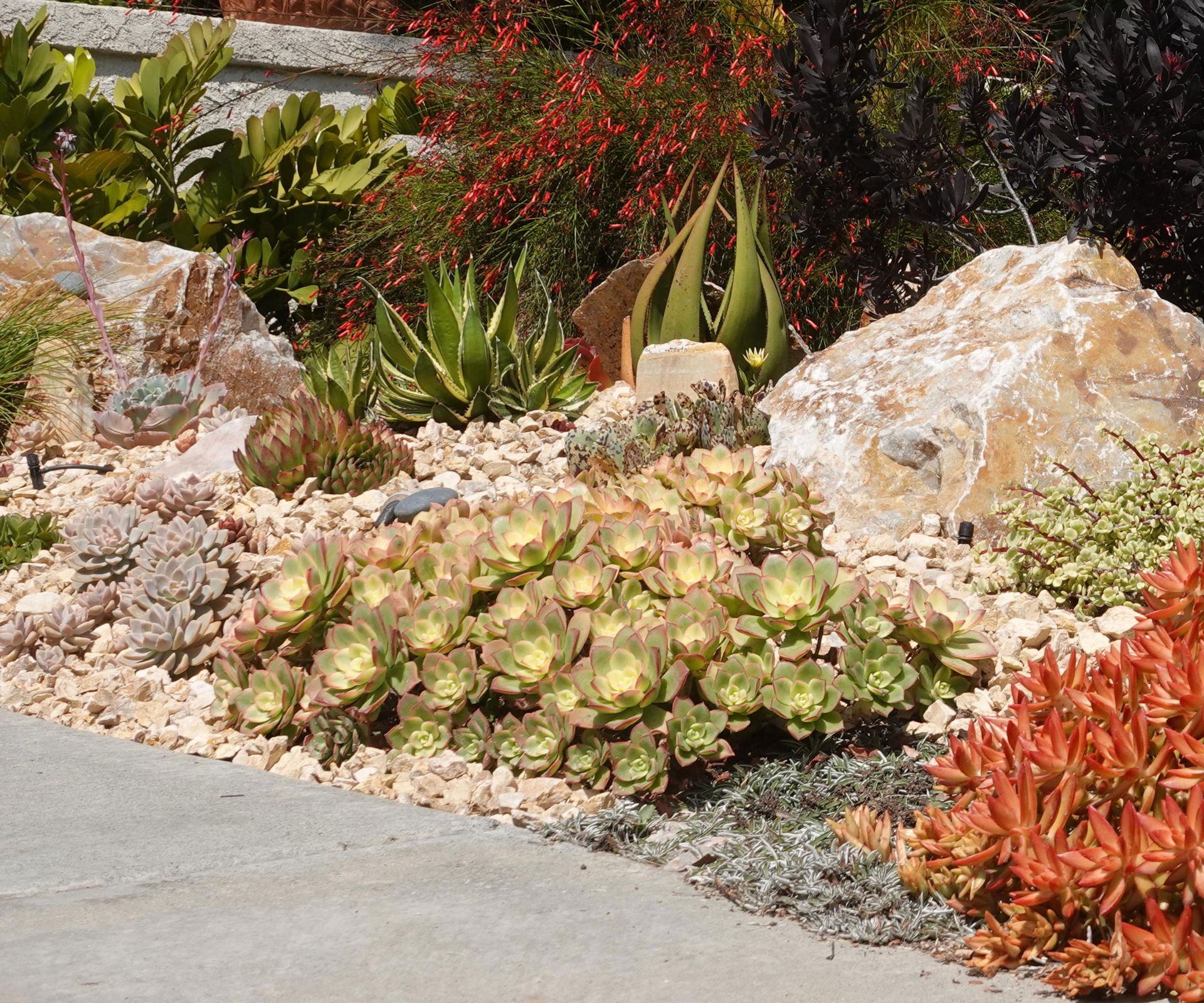 Fire-resistant plants: 8 varieties that can withstand heat | Homes and ...
