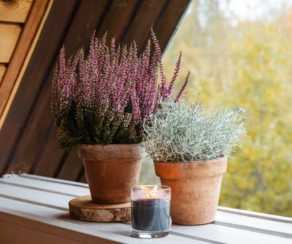How to grow and care for winter heather: an expert guide | Homes and ...