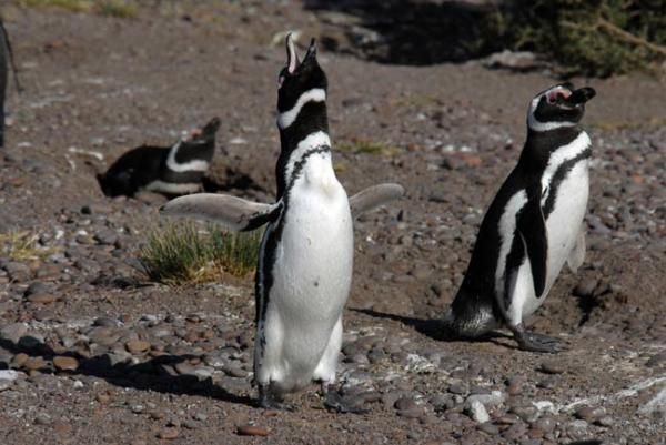 Photos of Flightless Birds: All 18 Penguin Species | Live Science