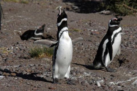 Photos of Flightless Birds: All 18 Penguin Species | Live Science