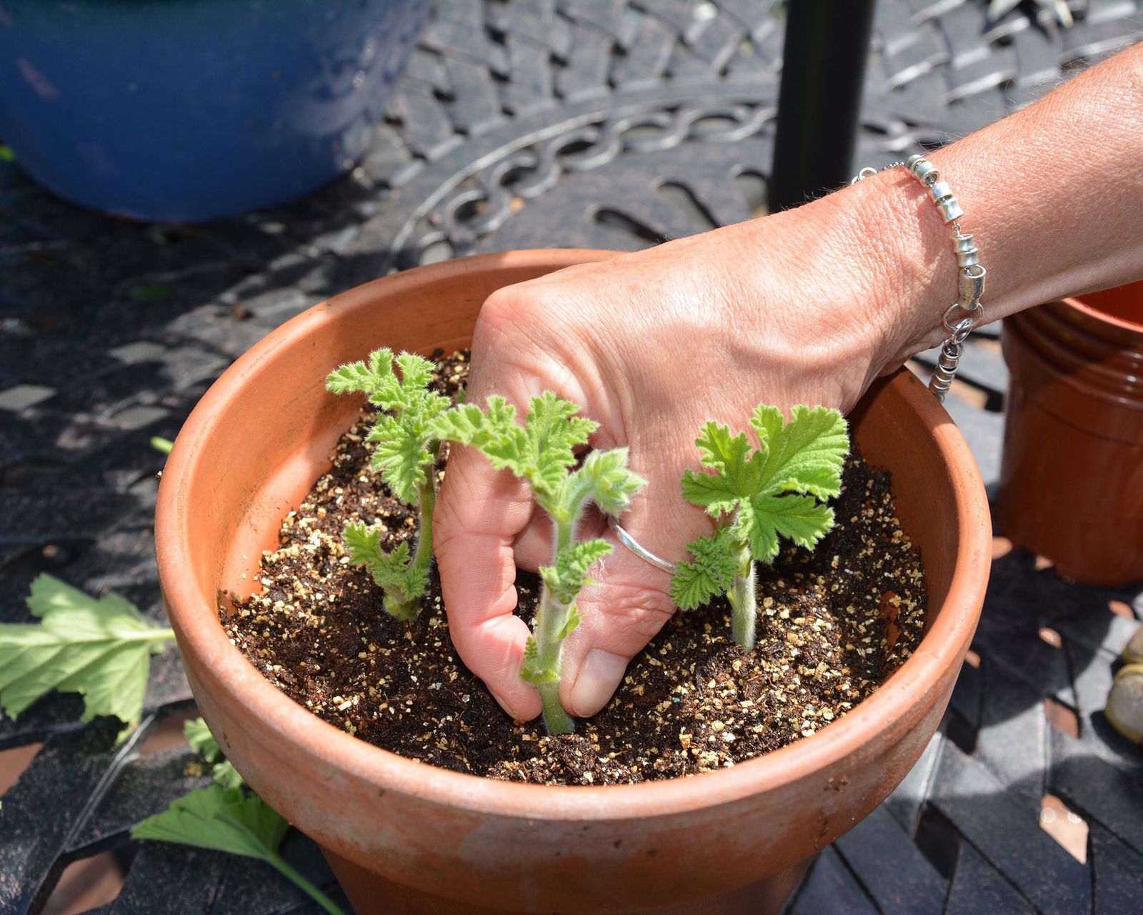 Geranium propagation: simple steps for more pelargoniums | Gardeningetc