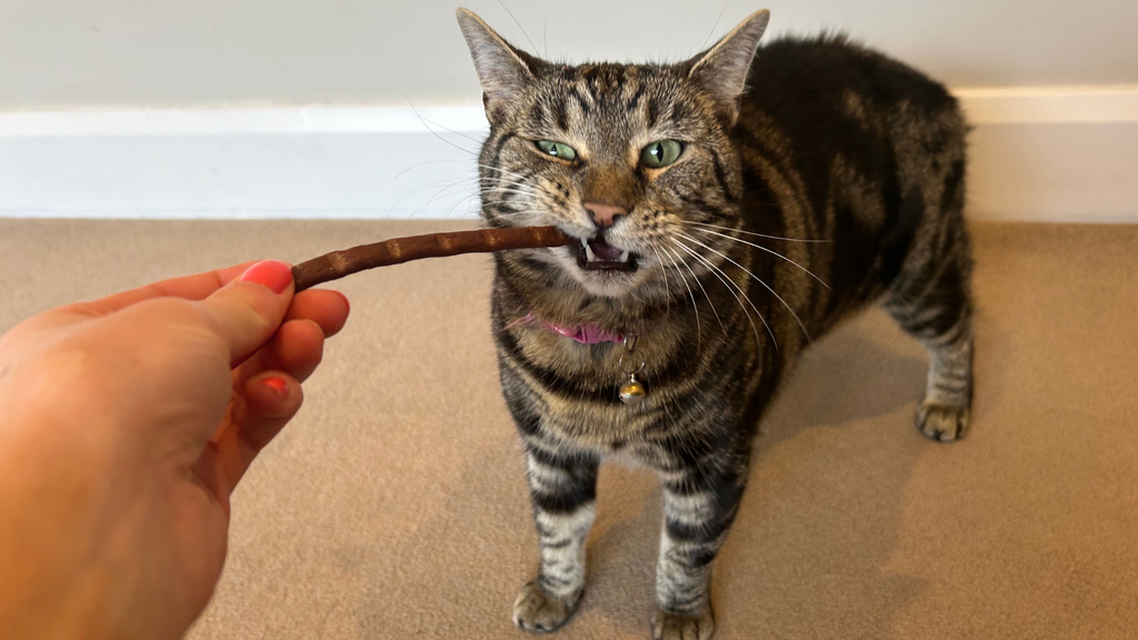 The 7 best cat treats, tested and approved by our own felines | PetsRadar