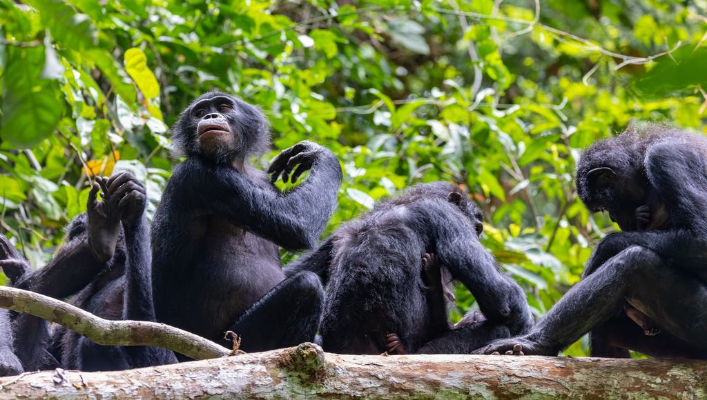 'A forest with bonobos has never been so quiet': Most extreme case of ...