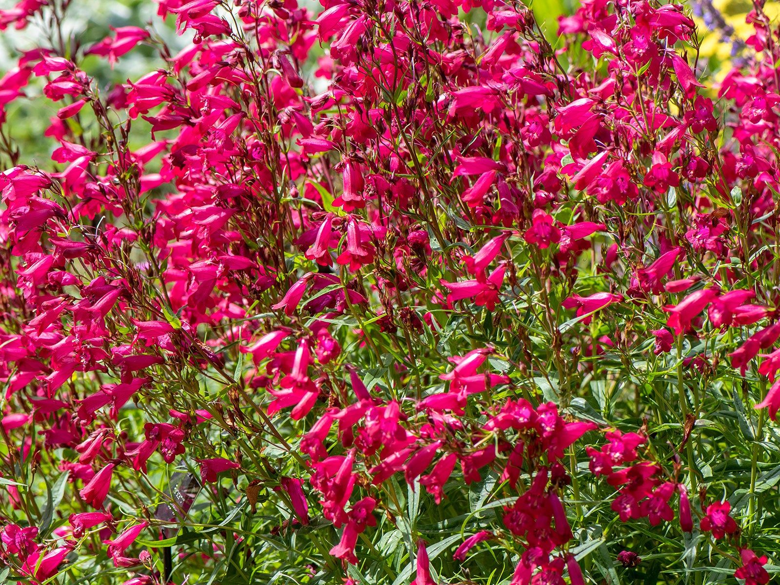 Essential Salvia Varieties For Beds, Borders, Pots And Pollinators ...