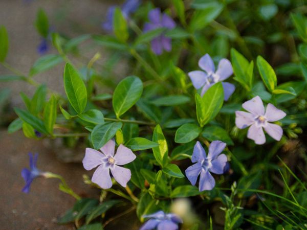 Growing Periwinkle: Information On Planting Periwinkle In The Garden ...