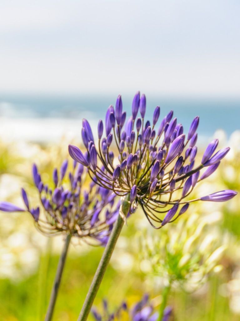 Triteleia Plant Info: How To Grow A Triplet Lily | Gardening Know How