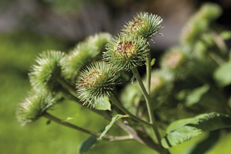 Burdock Plant Uses: Tips On Growing Burdock Plants In Gardens ...