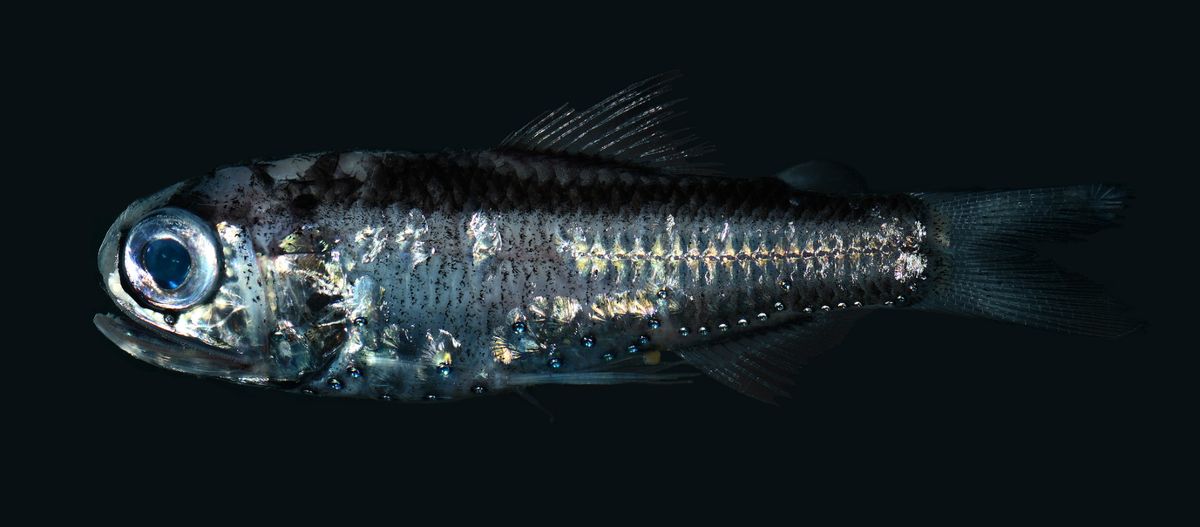 In Images: Glowing is Widespread in Marine Fishes: Page 2 | Live Science