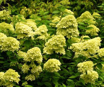 Best hydrangea varieties: 15 great flowering shrubs to try | Homes and ...