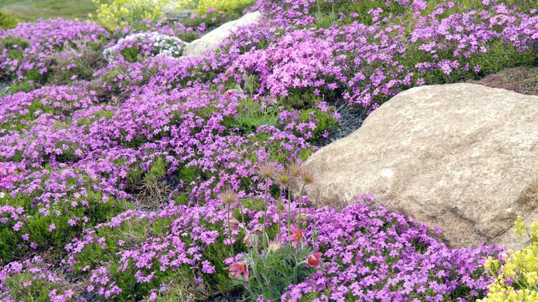 6 Must-Have Ground Covers Every Garden Should Include | Gardening Know How