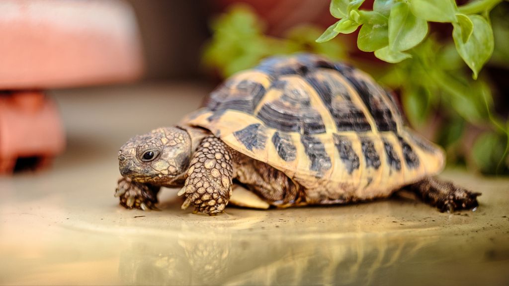 32 low-maintenance pets for busy pet parents | PetsRadar