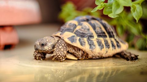 32 low-maintenance pets for busy pet parents | PetsRadar