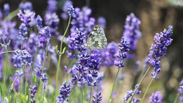 Deer resistant plants: 17 shrubs, perennials and annuals